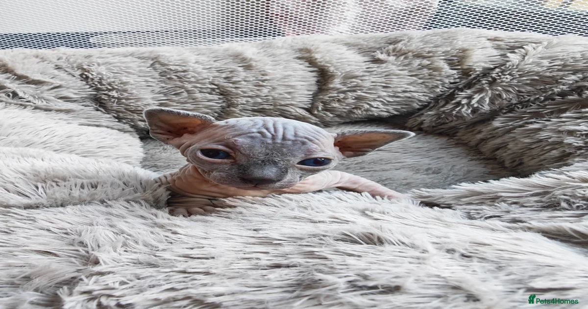 Beautiful Sphynx x ragdoll kittens for sale in Telford | Pets4Homes