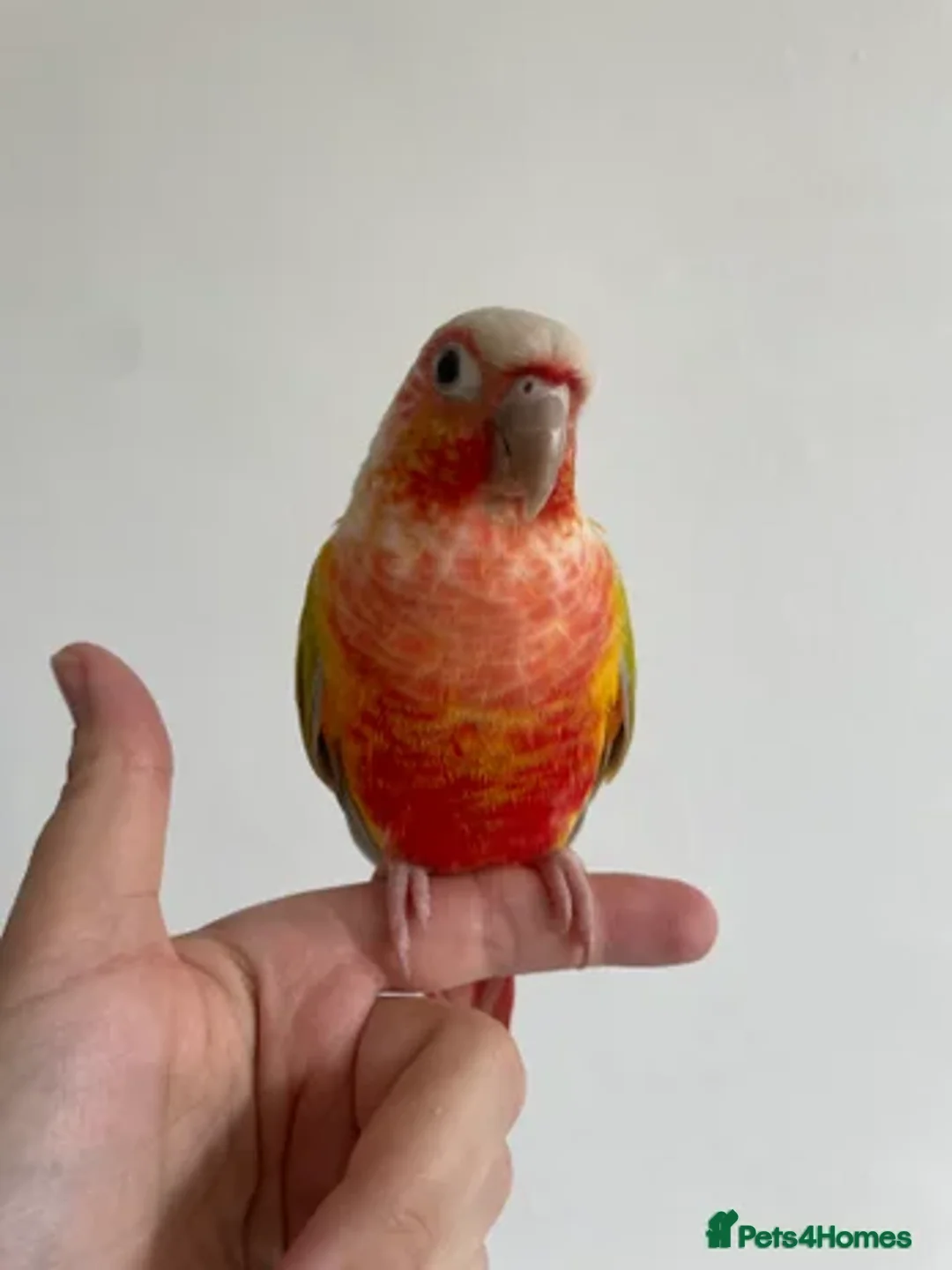 Male Red factor Conure for sale for sale in Croydon | Pets4Homes
