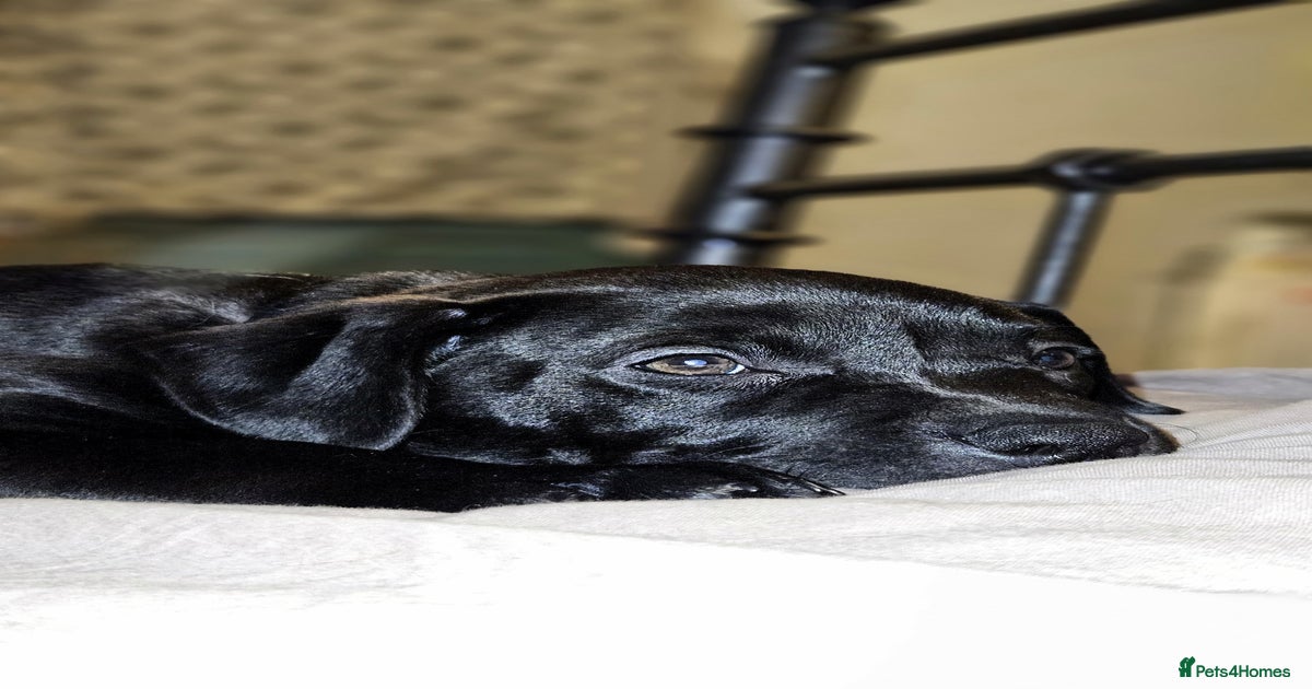 Labra staff puppy for sale for sale in | Pets4Homes