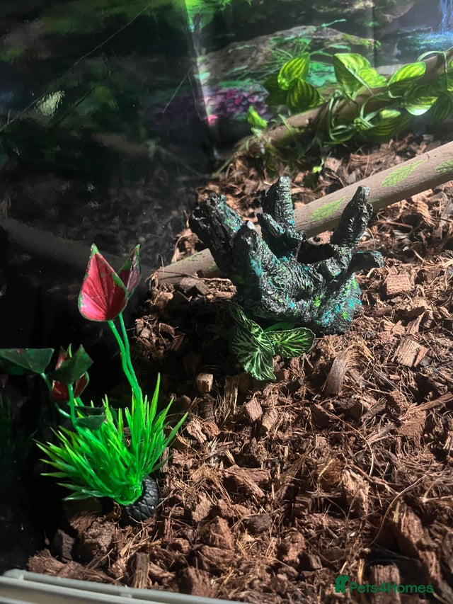 Very sweet ball python and tank and unit for sale in Milton Keynes ...