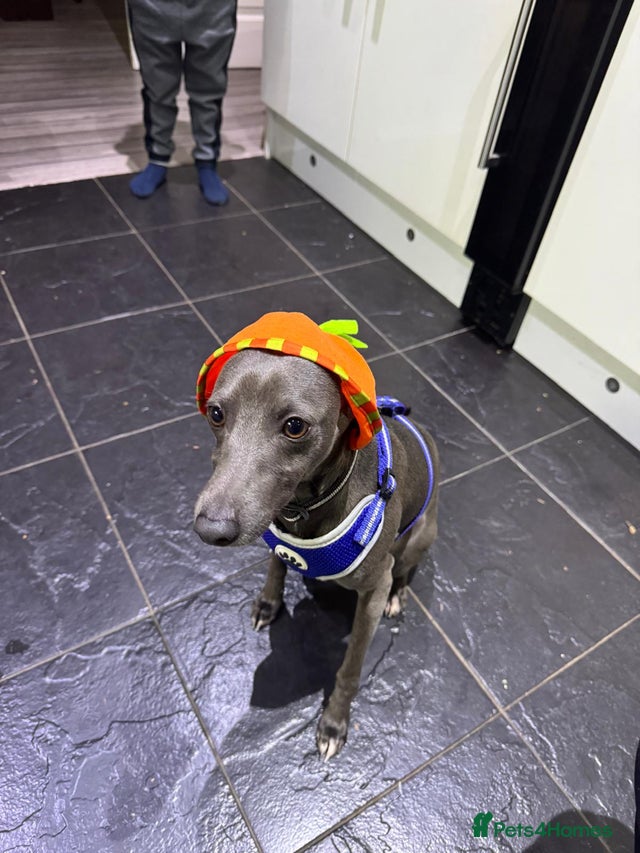 Blue Male Italian Greyhound - 15 months old for sale in Bury | Pets4Homes