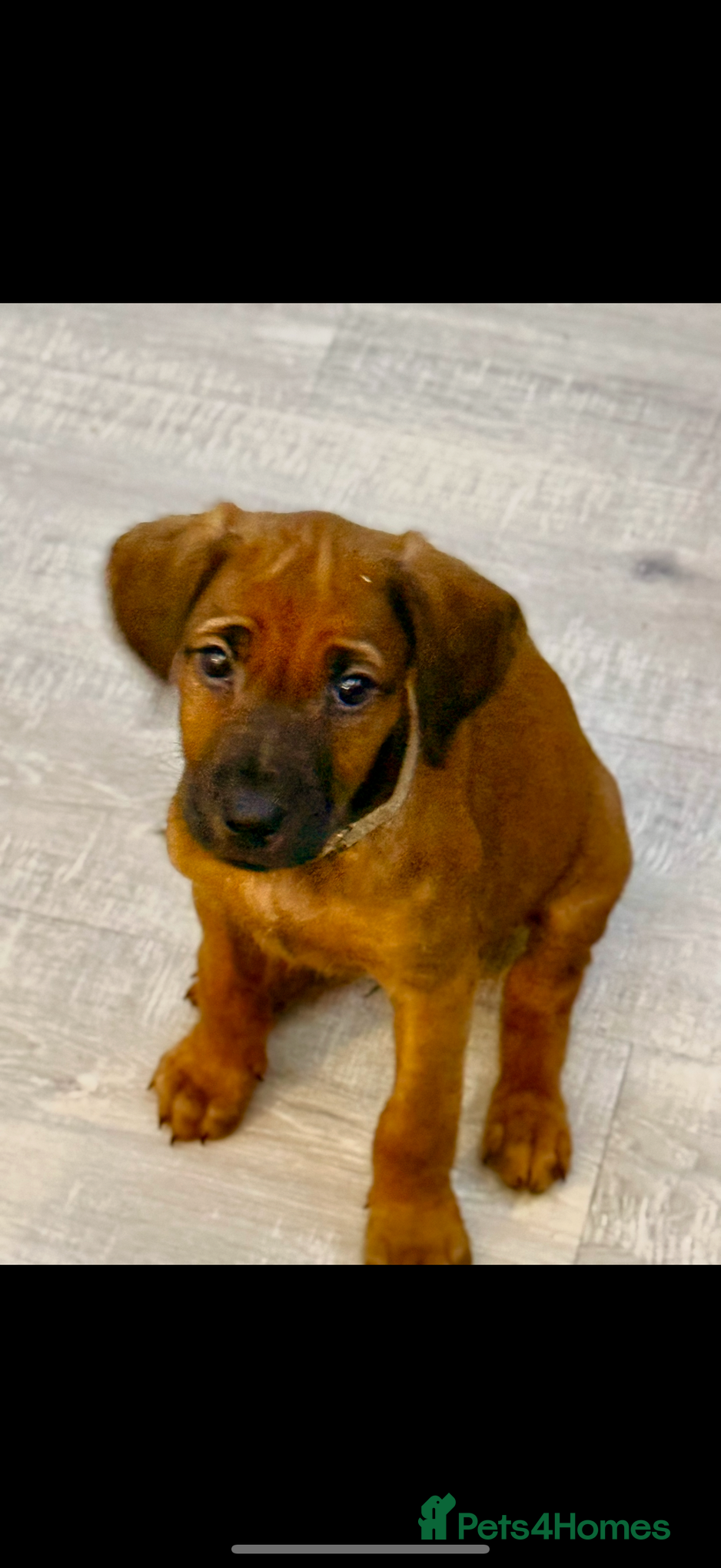 Rhodesian Ridgeback Dogs Breed - Information, Temperament, Size & Price ...