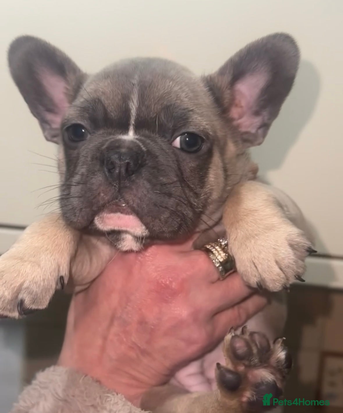 Beautiful pure frenchies must see! for sale in Romford | Pets4Homes