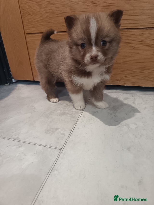 Amazing puppys for sale in Swansea | Pets4Homes