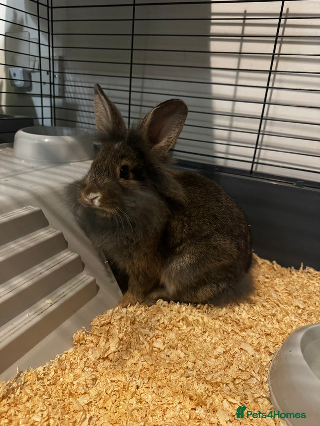 Lionhead rabbit for sale in Gillingham | Pets4Homes