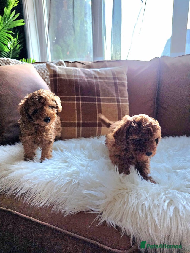 TINY RED KC PEDIGREE TOY POODLE PUPPIES for sale in Doncaster | Pets4Homes