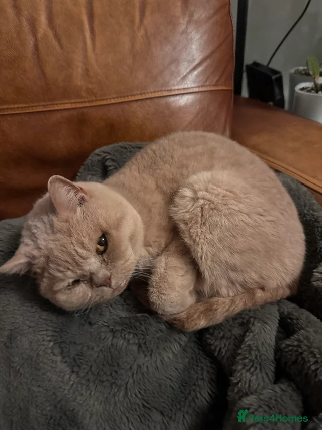 Custard Cream cat for sale in Gravesend | Pets4Homes