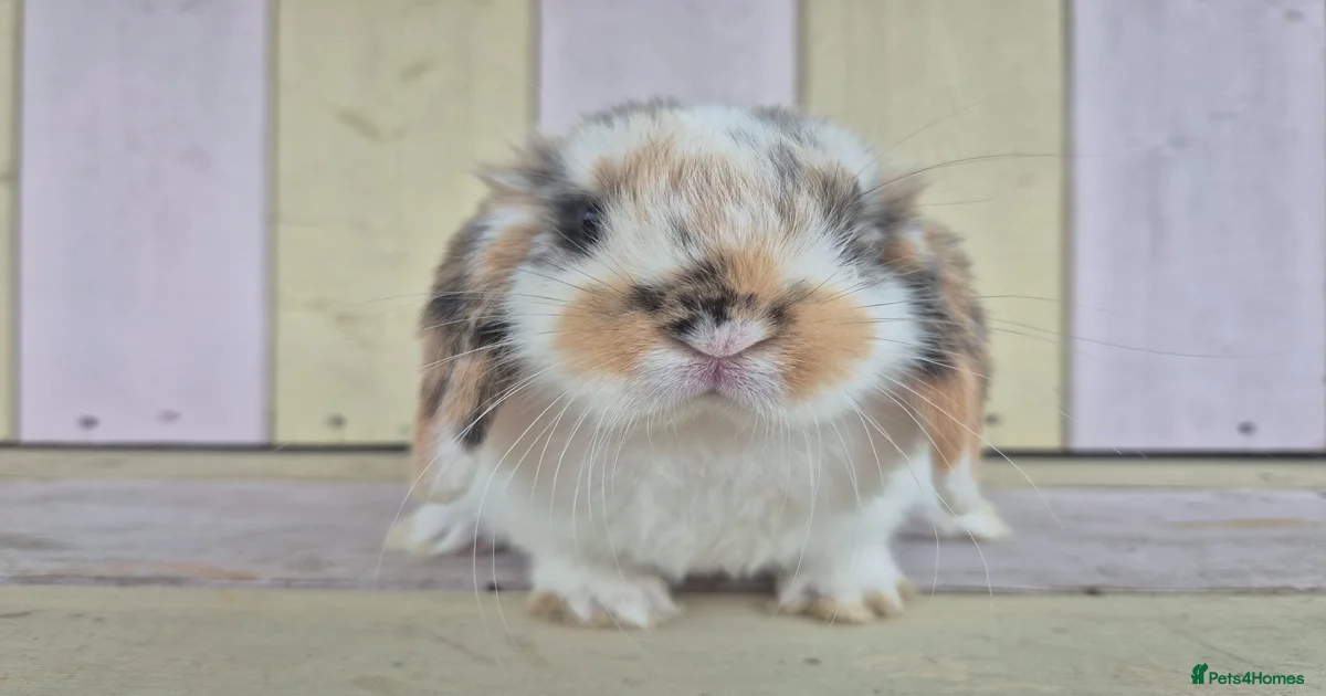 Rabbits for sale | Pets4Homes