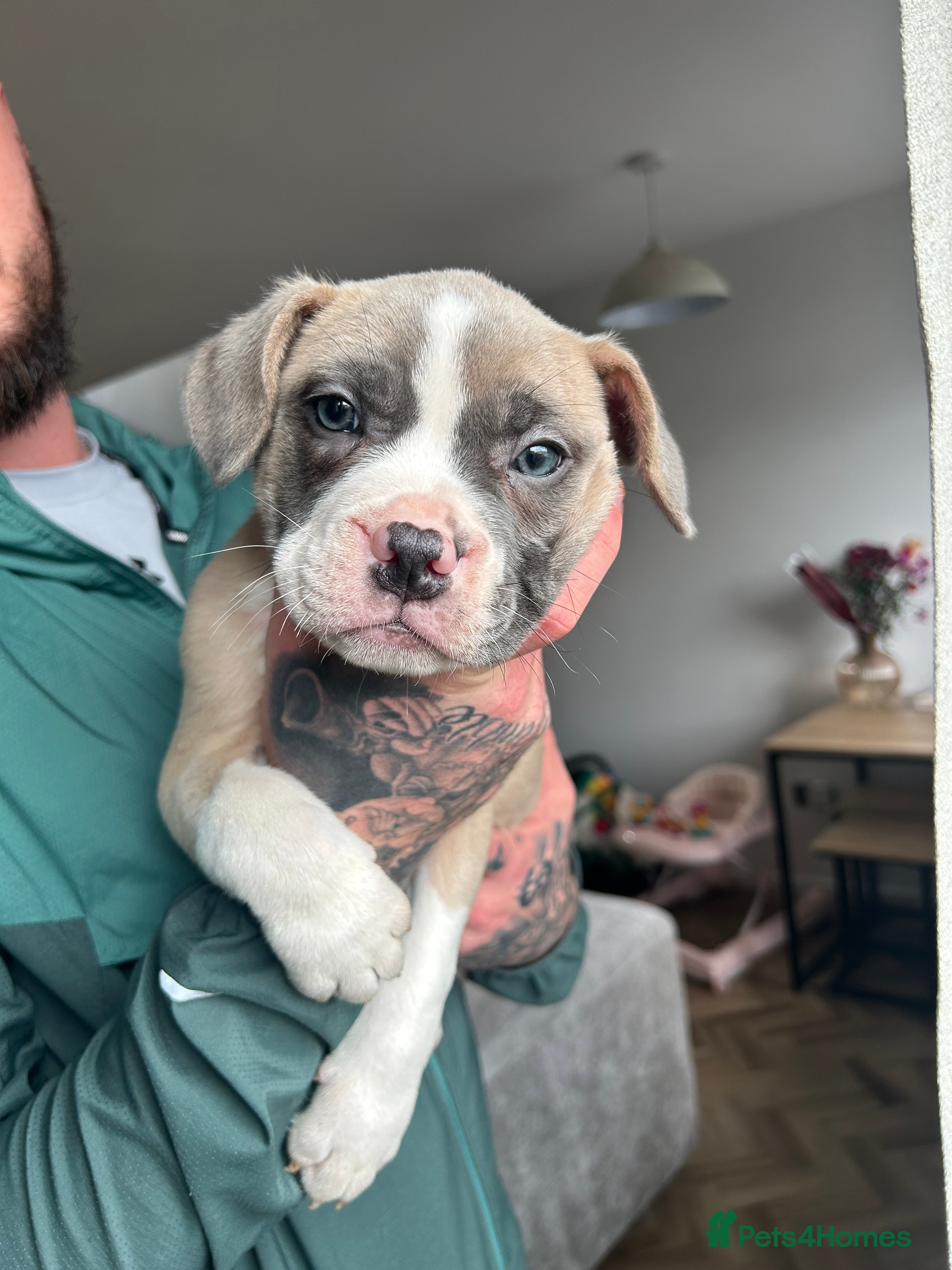 Staffy x Frenchie pup for sale in Coventry | Pets4Homes