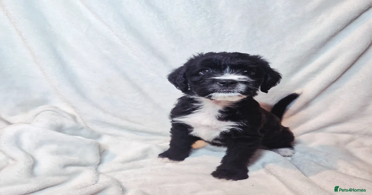 Mixed Breed Puppies for sale | Pets4Homes