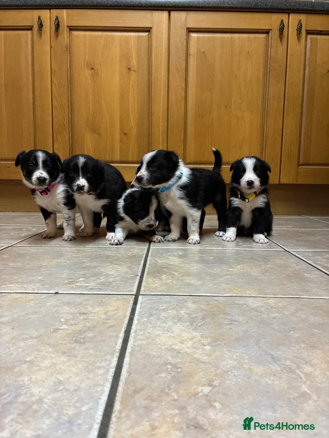 Border collie pups from Tyngraig Jock. for sale in Newcastle Emlyn ...