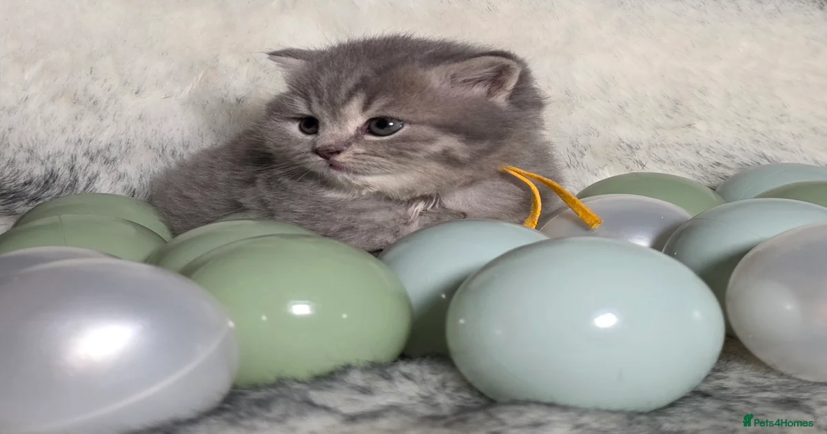 Kittens for sale in Bootle, Merseyside | Pets4Homes