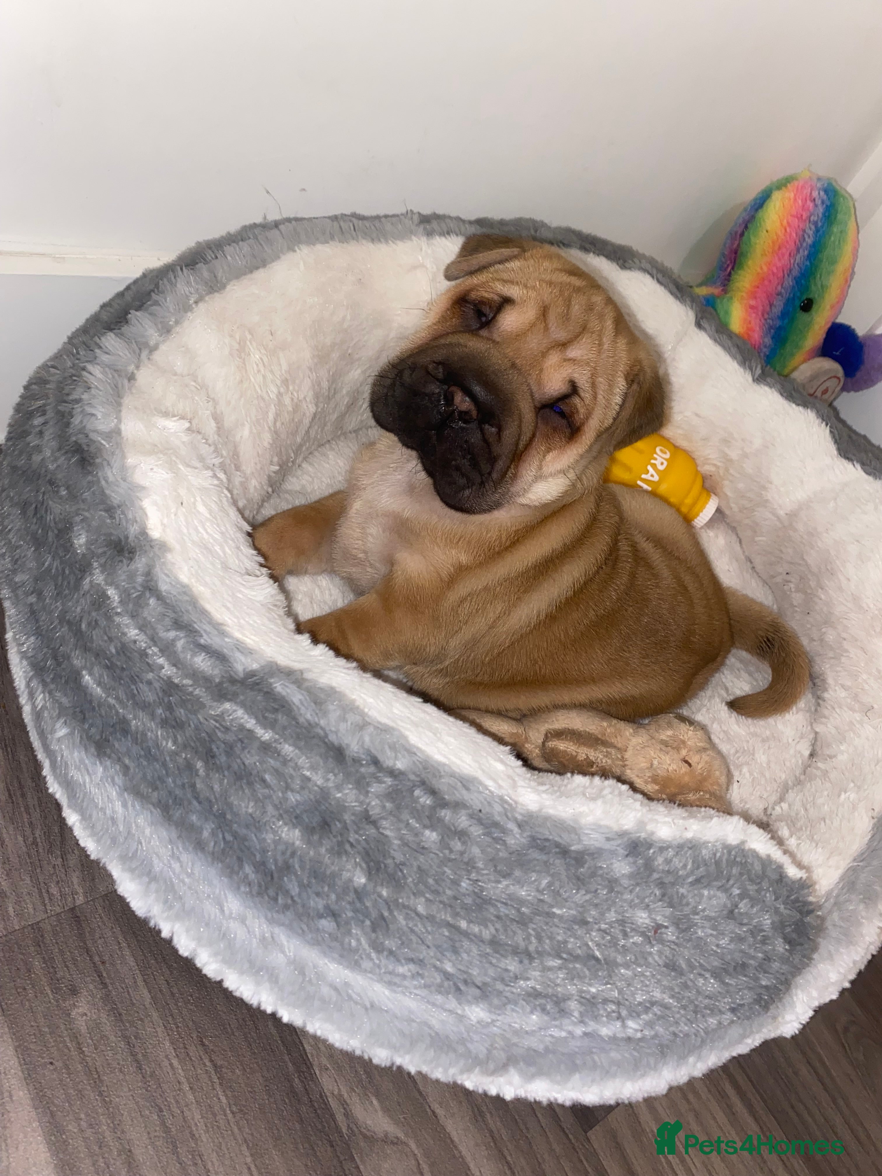 French-Pei for sale in Liverpool | Pets4Homes