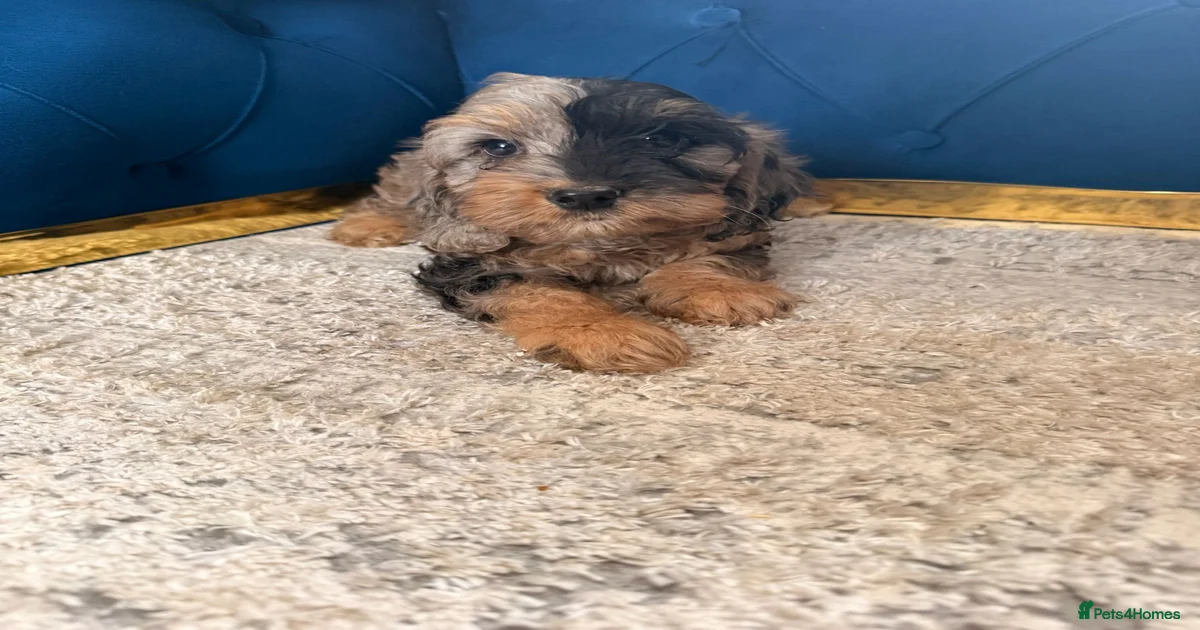 Cockapoo Puppies for sale | Pets4Homes