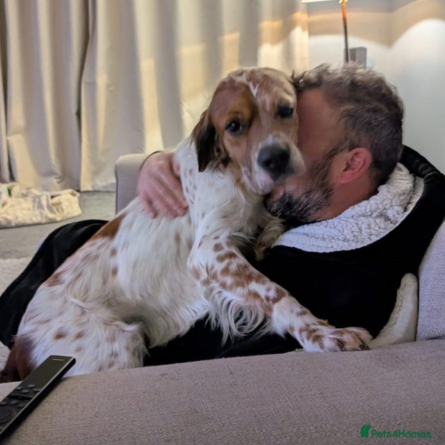 RESERVED - Rafa, English Setter/Boxer cross for adoption in Bishop's ...