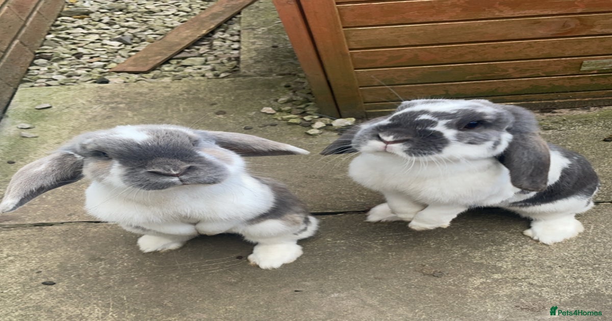 Two female rabbits for sale for sale in Liverpool | Pets4Homes
