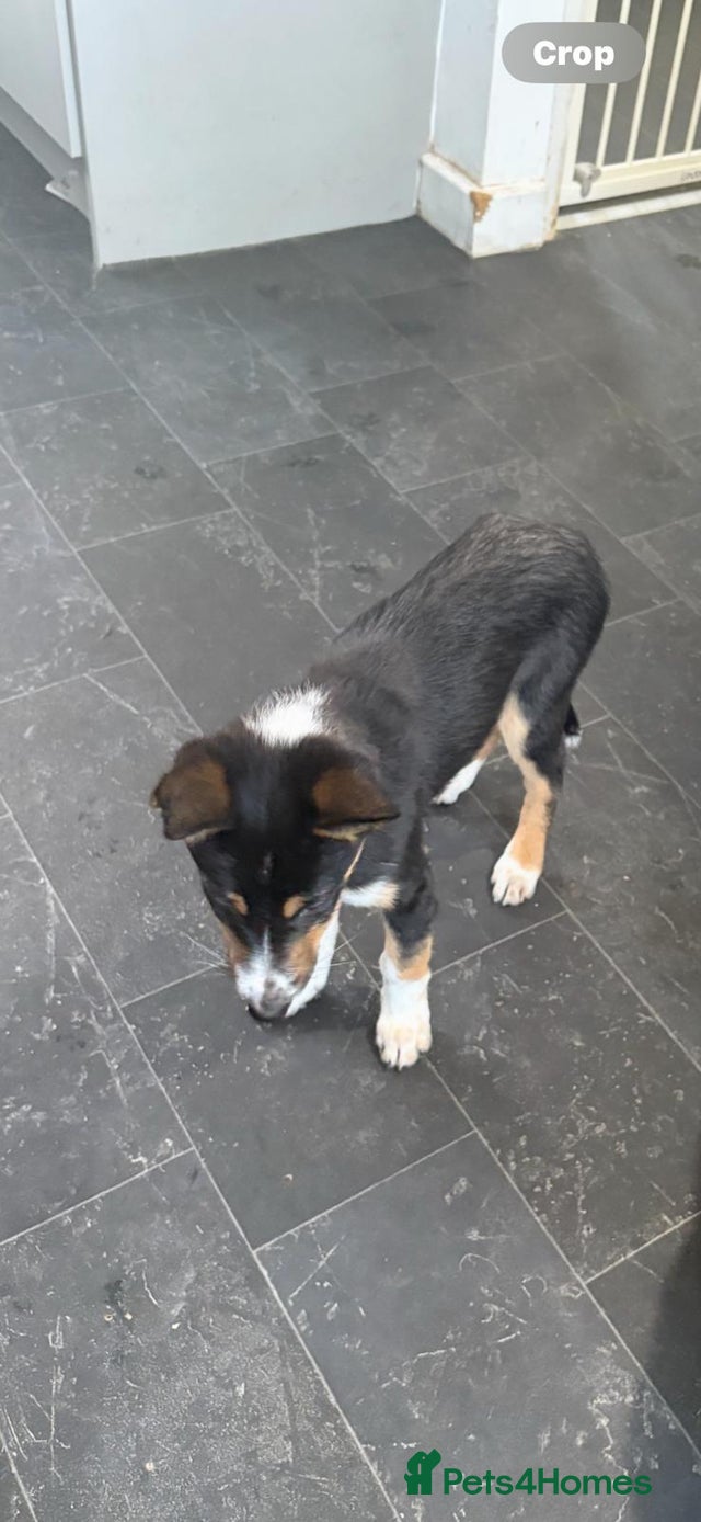 Male border collie for sale in Hartlepool | Pets4Homes
