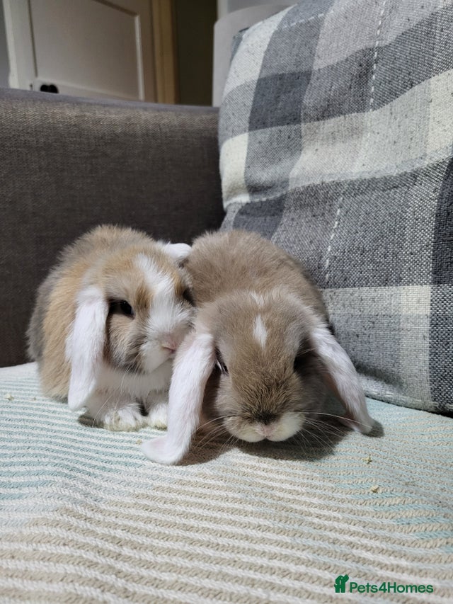 Beautiful Sister Mini Lops for sale in Horsham | Pets4Homes