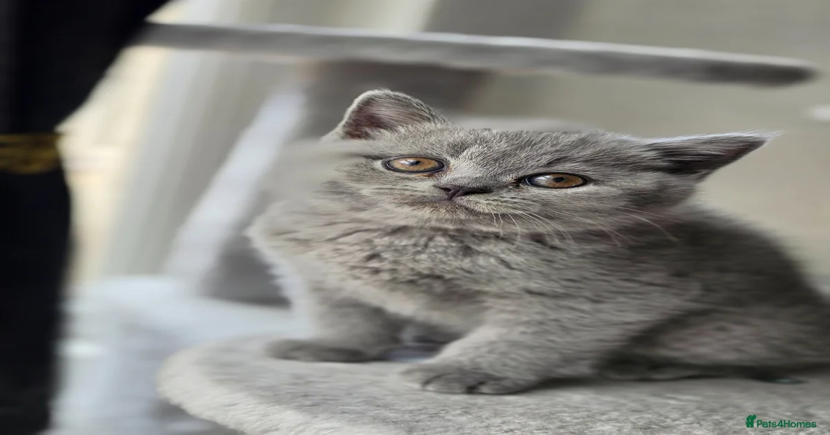 British blue cat Kittens for sale | Pets4Homes