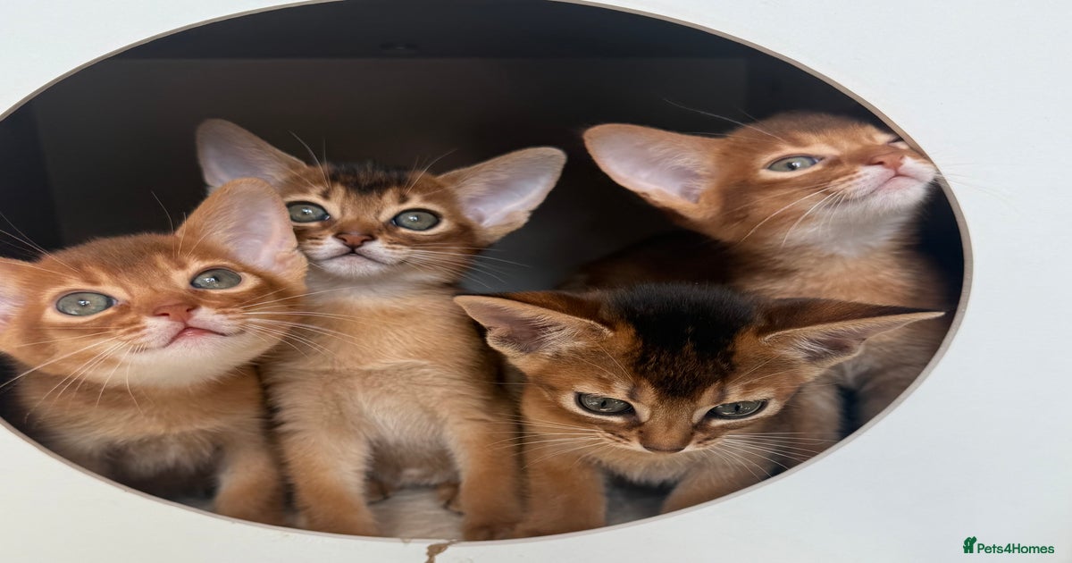 Champion Line Abyssinian Kittens - TICA Registered for sale in ...