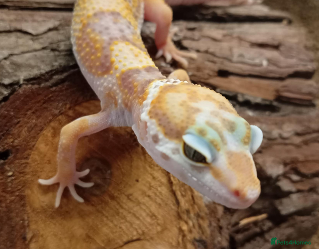 Leopard Gecko Juveniles Available CBUK for sale in Frinton-on-Sea ...