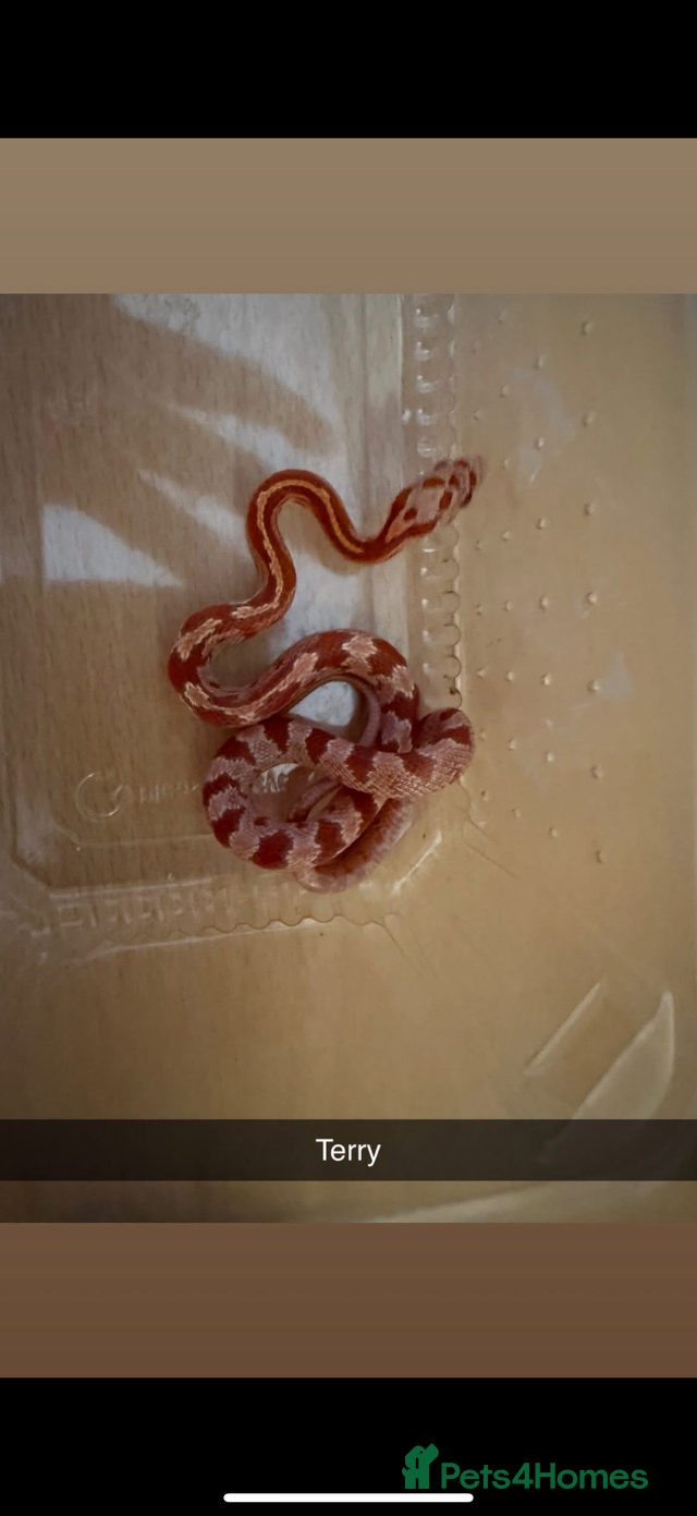 Baby corn snakes for sale in Luton | Pets4Homes