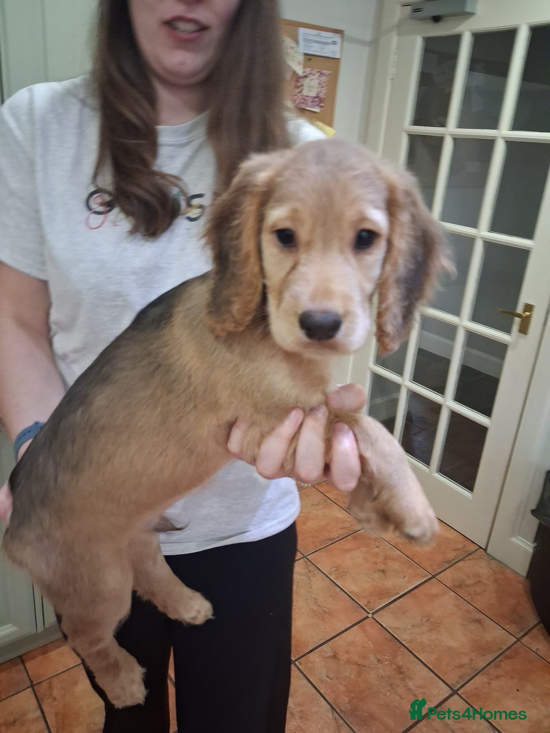 Cocker spaniel puppies for sale in Duns | Pets4Homes