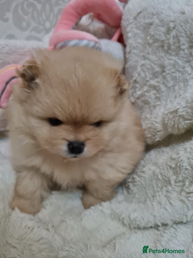Pomeranian Puppies for sale in Livingston | Pets4Homes