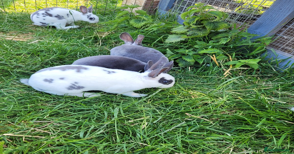 Mini Rex rabbits for sale for sale in | Pets4Homes