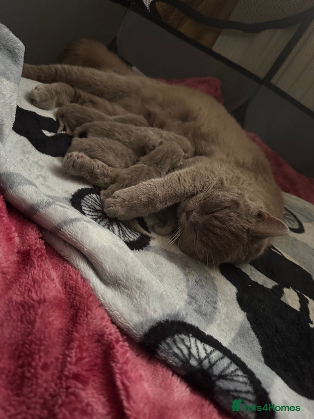 Beautiful and cute kittens for sale in Sheffield | Pets4Homes