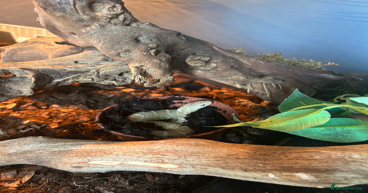 Peanut butter morph king snake with full set up for sale in Trowbridge ...