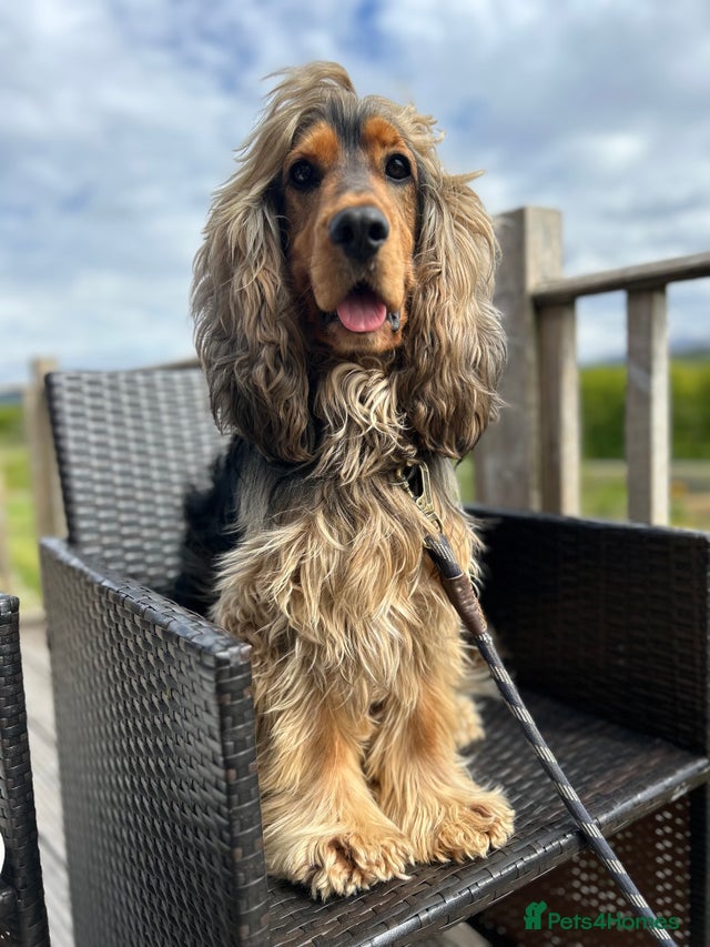 Beautiful Stud for stud in Shrewsbury | Pets4Homes