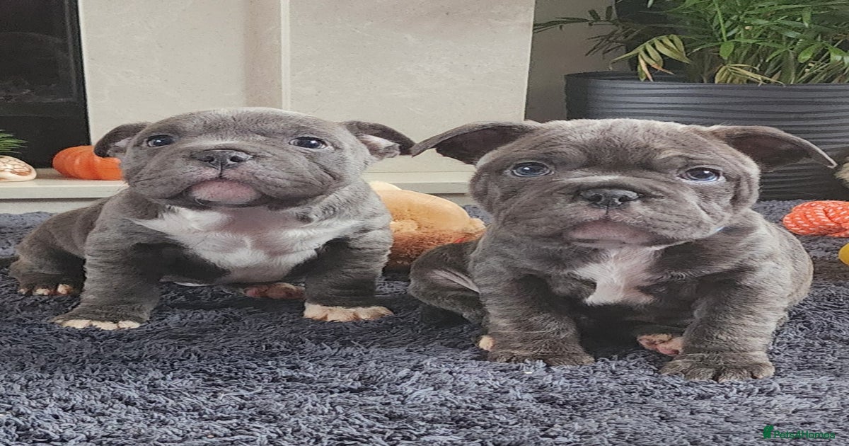 Frenchie x Staffordshire for sale in Bolton | Pets4Homes