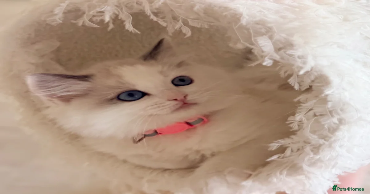 Ragdoll Kittens for sale in Glasgow, Glasgow City | Pets4Homes