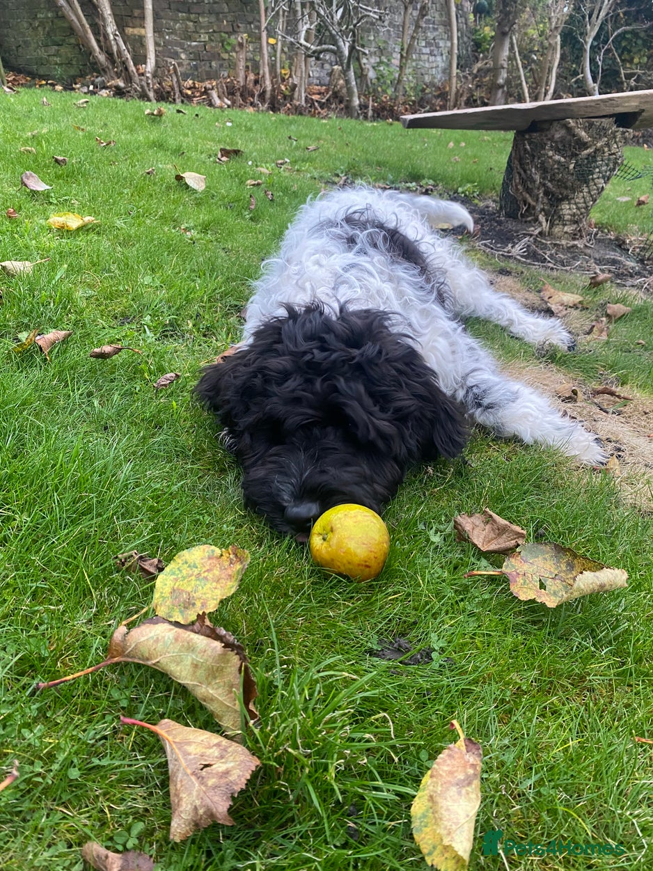 Sproodle puppies for sale | Pets4Homes