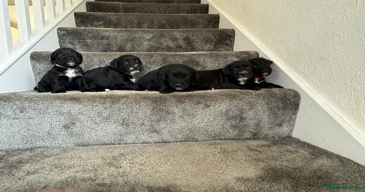 Adorable Jackapoo puppies for sale in Ashford | Pets4Homes