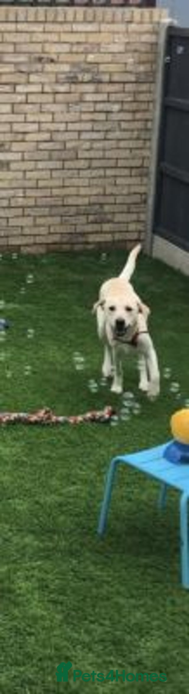 Adorable labrador retriever female for sale in Belfast | Pets4Homes