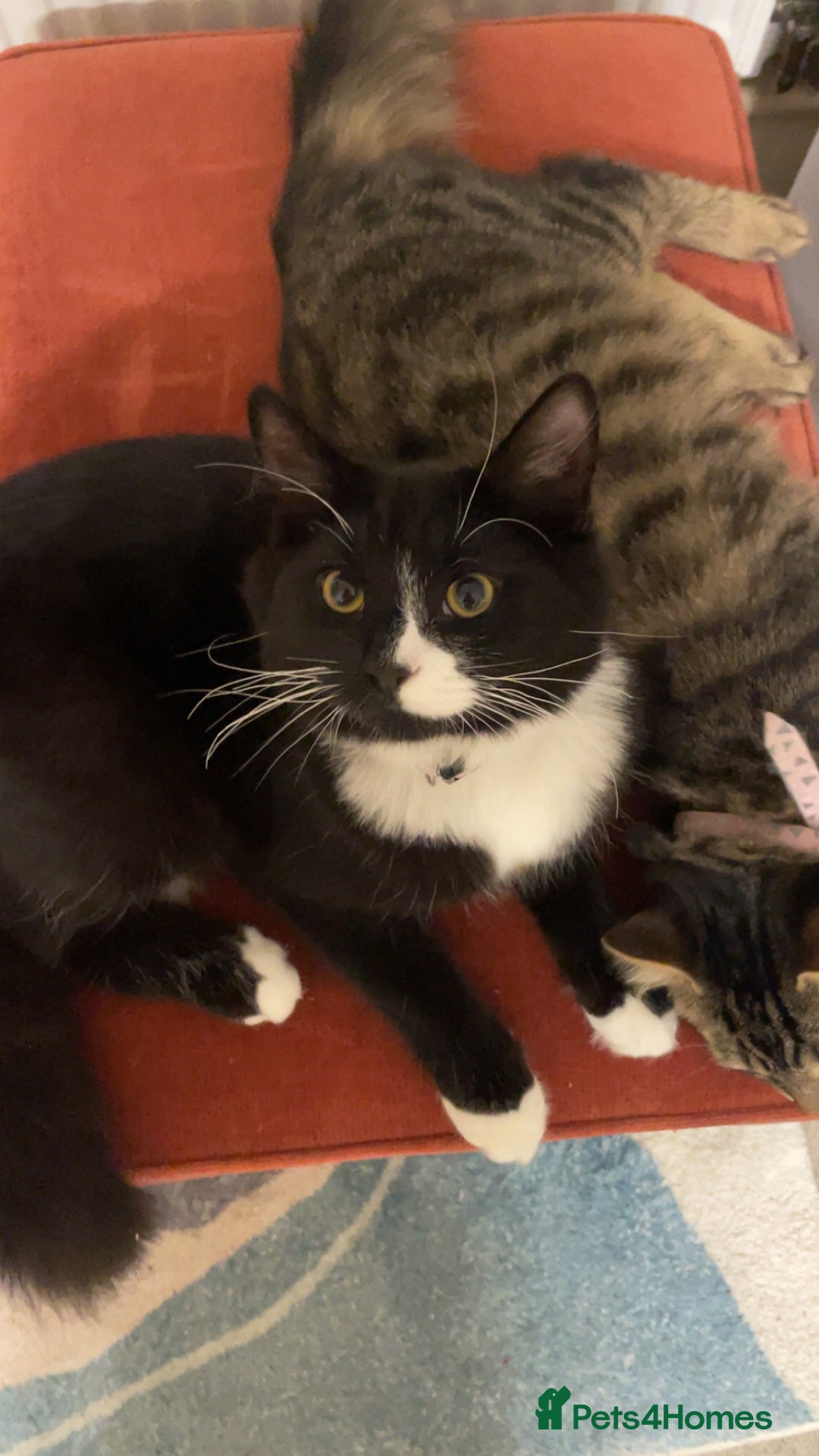 mixed breed cats for sale with all equipments for sale in Selby ...