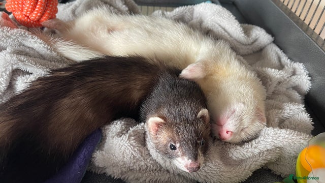 Two male ferrets for sale in Newark | Pets4Homes