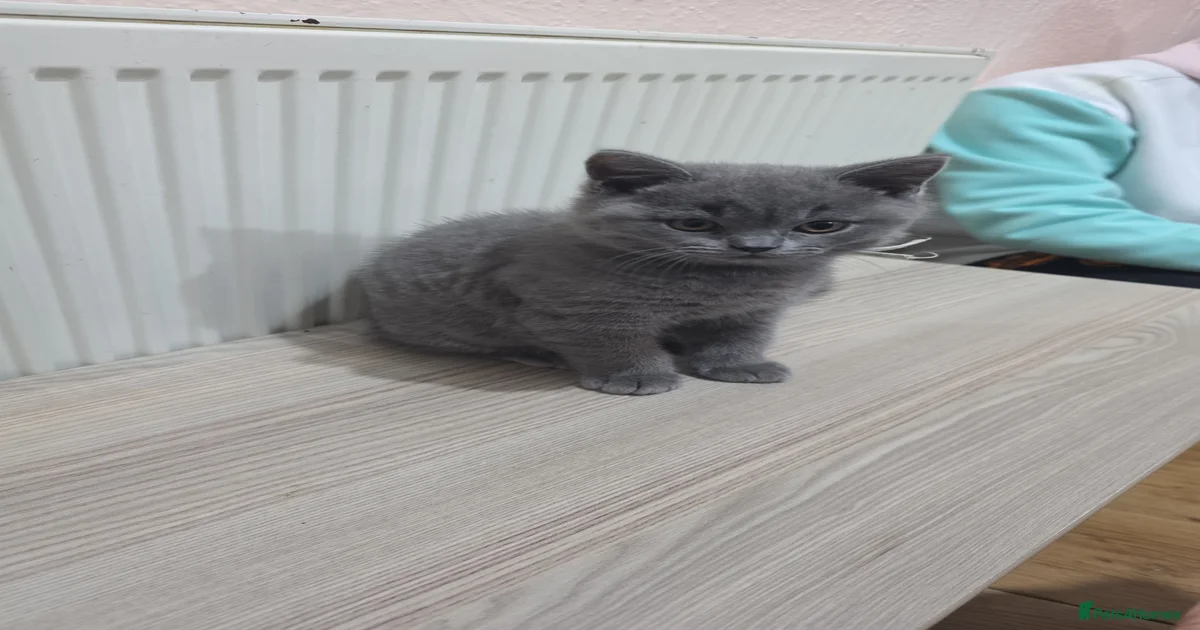 Beautiful british short hair for sale in London | Pets4Homes