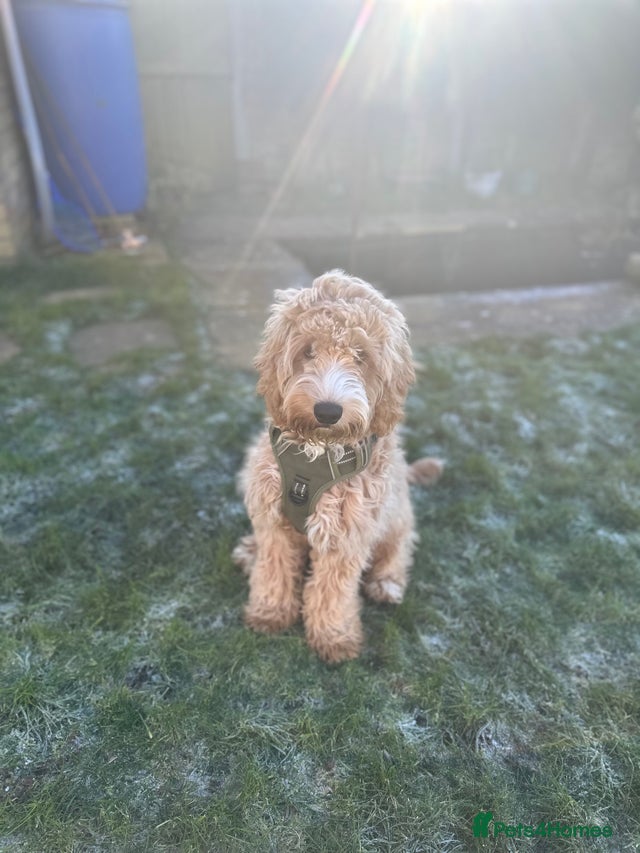 5 month old cockapoo for sale in Romney Marsh | Pets4Homes
