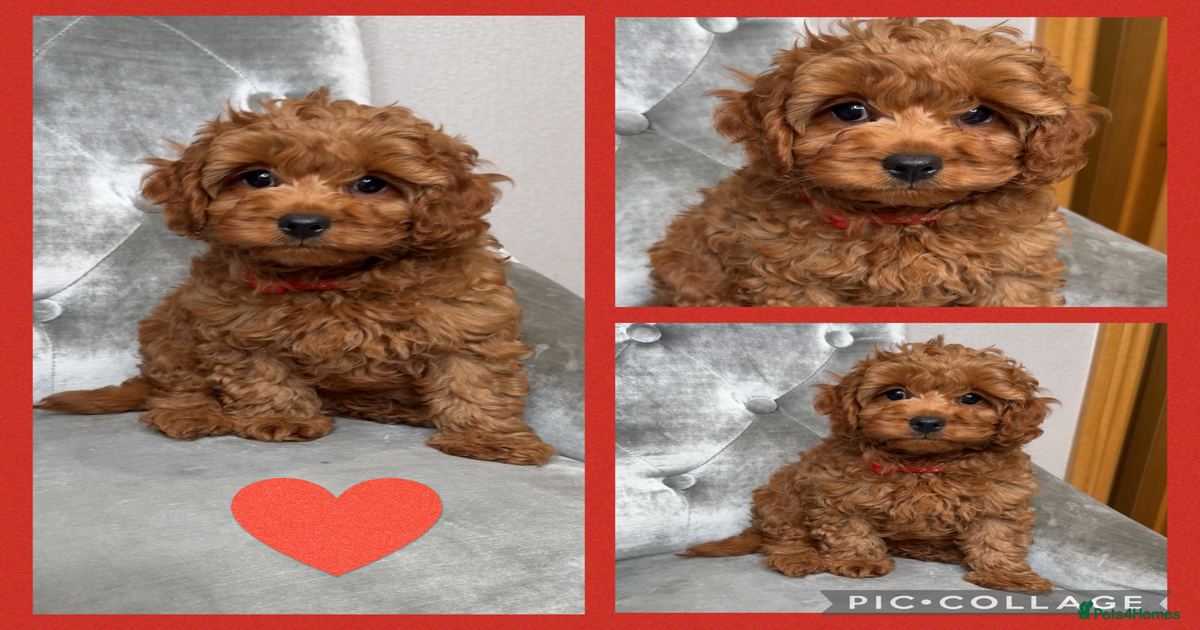 Stunning F1B Toy Cavapoos for sale in Doncaster | Pets4Homes