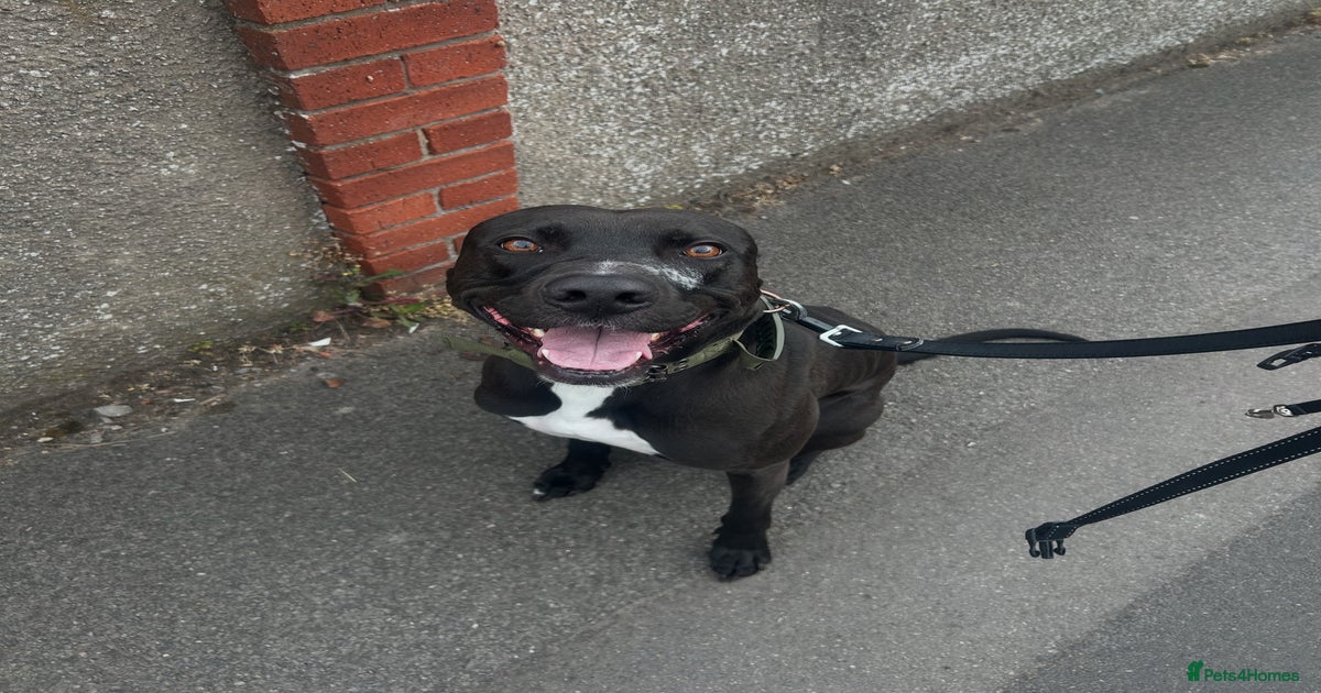 Adult Male staffy x lurcher for sale in Bristol | Pets4Homes