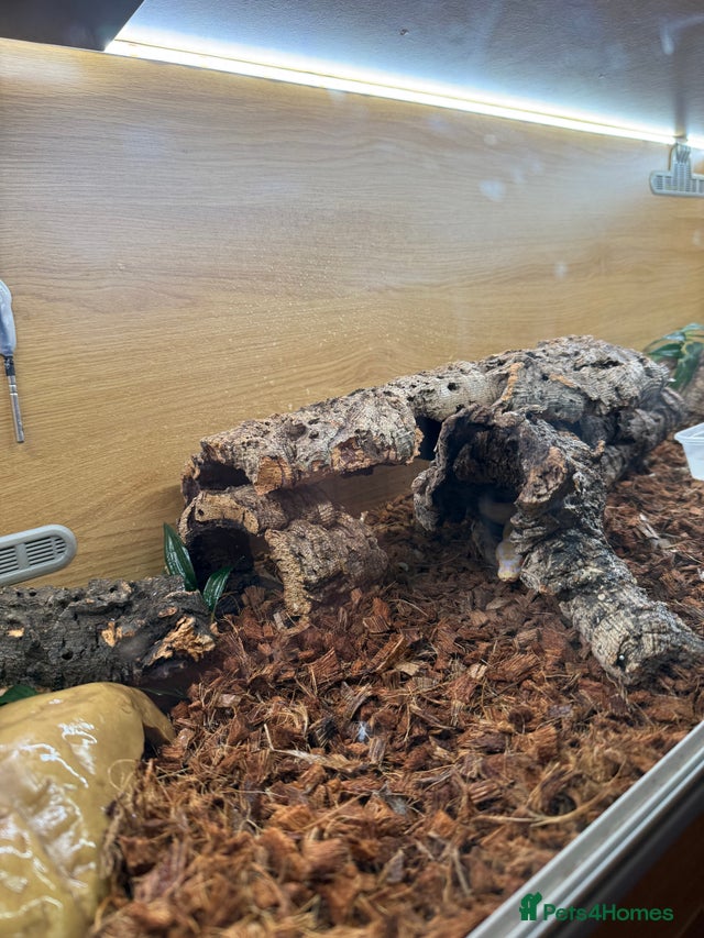 Albino Royal python and full vivarium setup for sale in Birchington | Pets4Homes