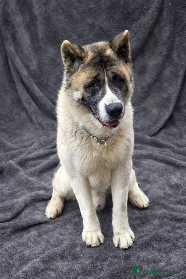 American Akita for stud in Mansfield | Pets4Homes