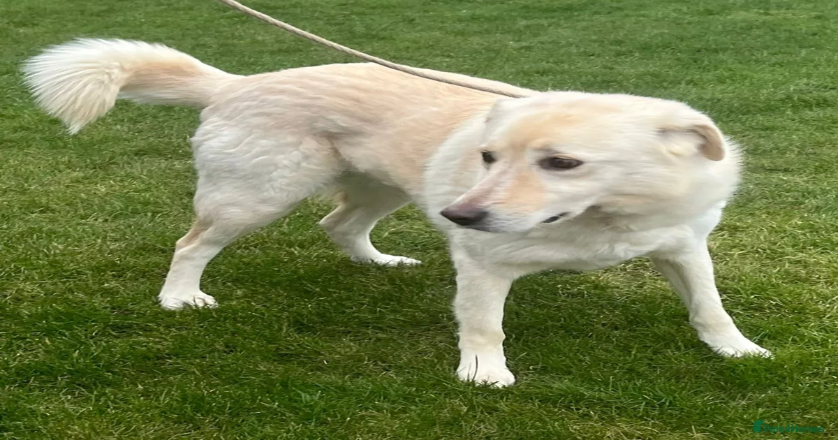 Dogs for adoption in Liverpool, Merseyside | Pets4Homes