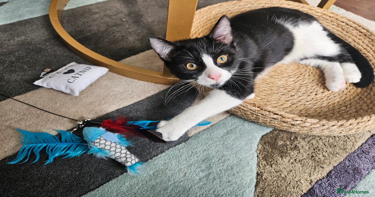 2 burmese ragdoll kittens boy and girl for sale in London | Pets4Homes