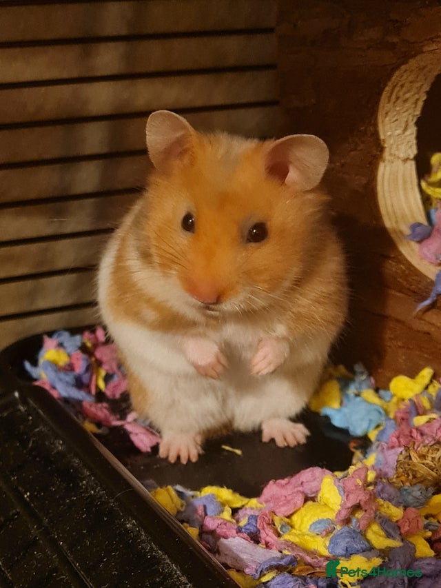 Syrian Hamster for sale in Huntingdon | Pets4Homes