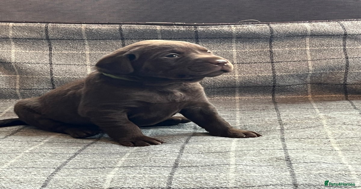 Stunning Chunky Chocolate Labrador puppies for sale in Brecon | Pets4Homes