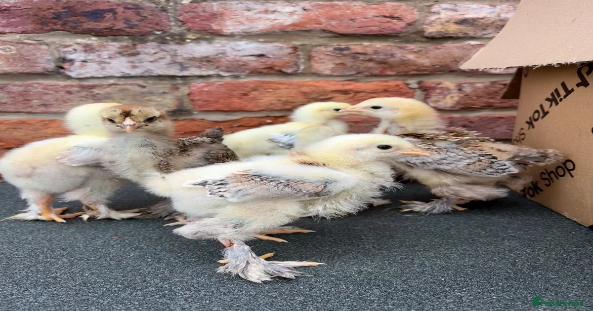 Large Fowl Brahma Chicks Mixed Colours for sale in Lincoln | Pets4Homes